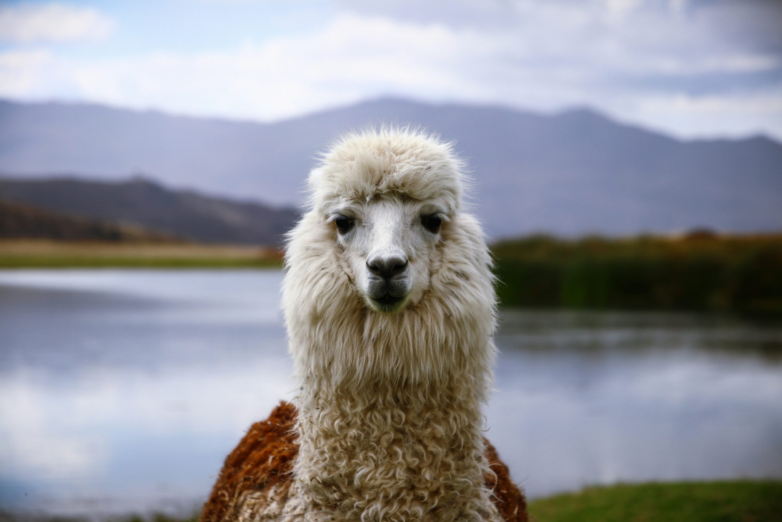 EJF Ventures backs Lama AI's $20m lending push